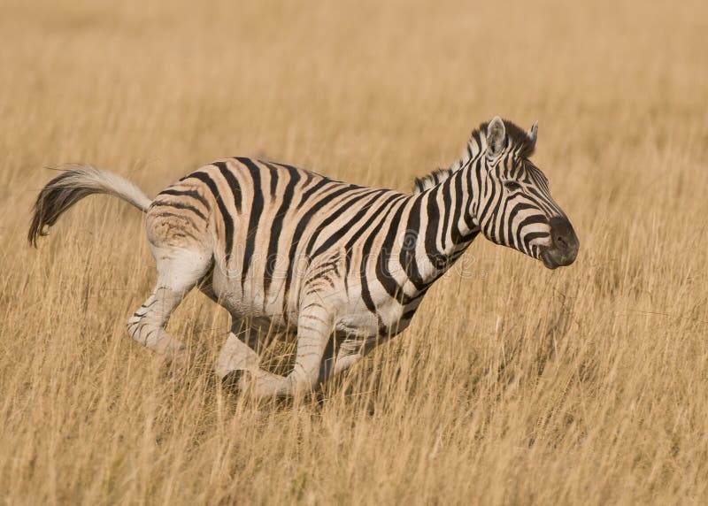 Galloping Burchell s zebra stock photo. Image of wildlife - 22761376