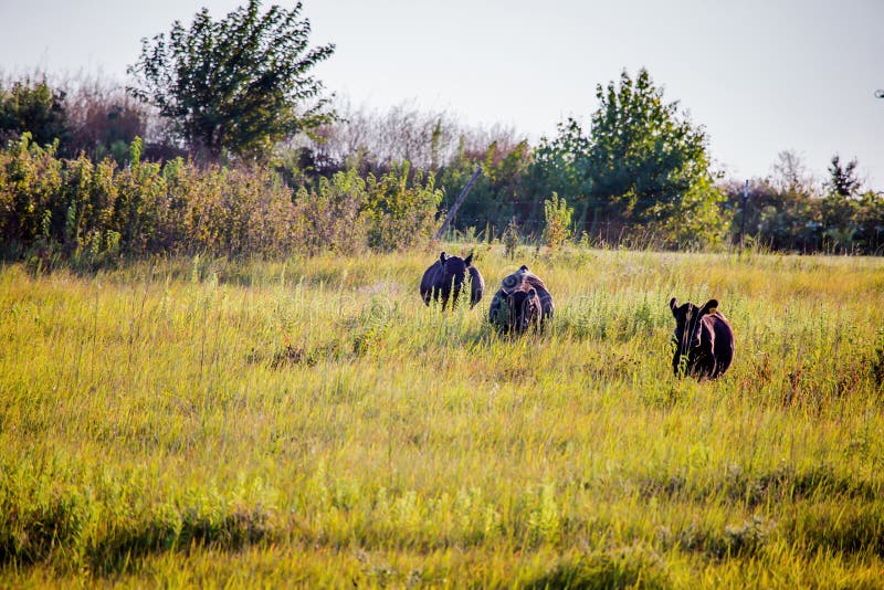 Cattle Run stock image. Image of outdoors, movement, animal - 49883403