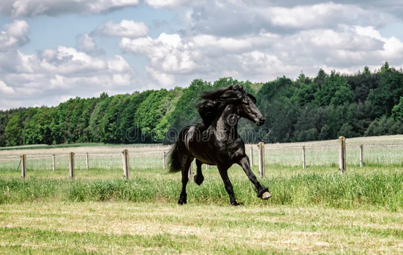 Galloping Friesian Stallion Stock Photo - Image of black, shiny: 139292622