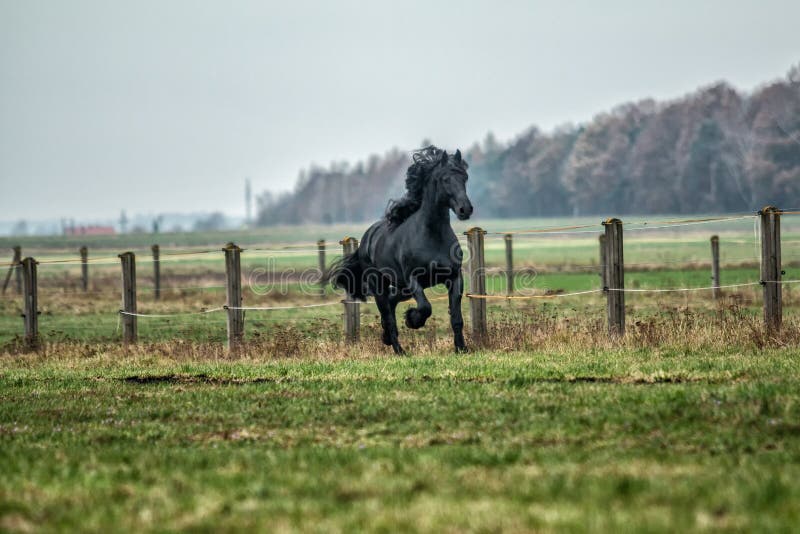 Galloping Friesian Stallion Stock Photo - Image of friesian, black ...