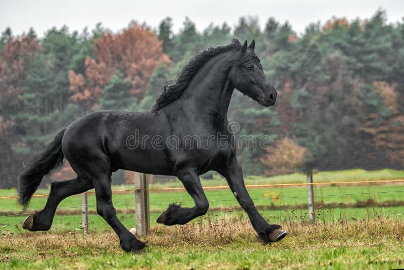 Galloping Friesian Stallion Stock Photo - Image of galloping, grass ...