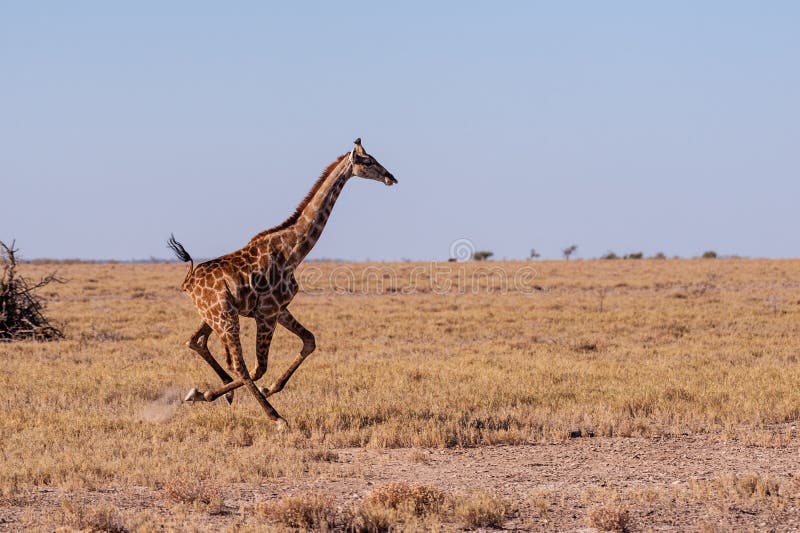 Galloping Giraffe in Namibia Stock Photo - Image of gallop, isolated ...