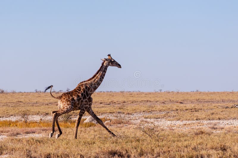 Galloping Giraffe in Namibia Stock Image - Image of black, girafe ...