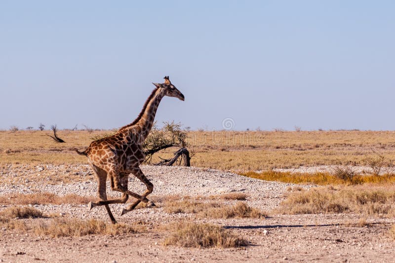 Galloping Giraffe in Namibia Stock Image - Image of ecology, brown ...