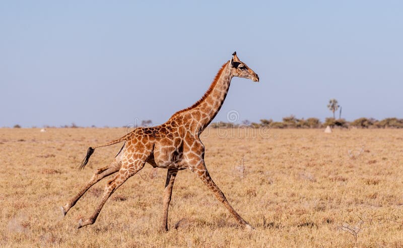 Galloping Giraffe in Namibia Stock Image - Image of action, nature ...