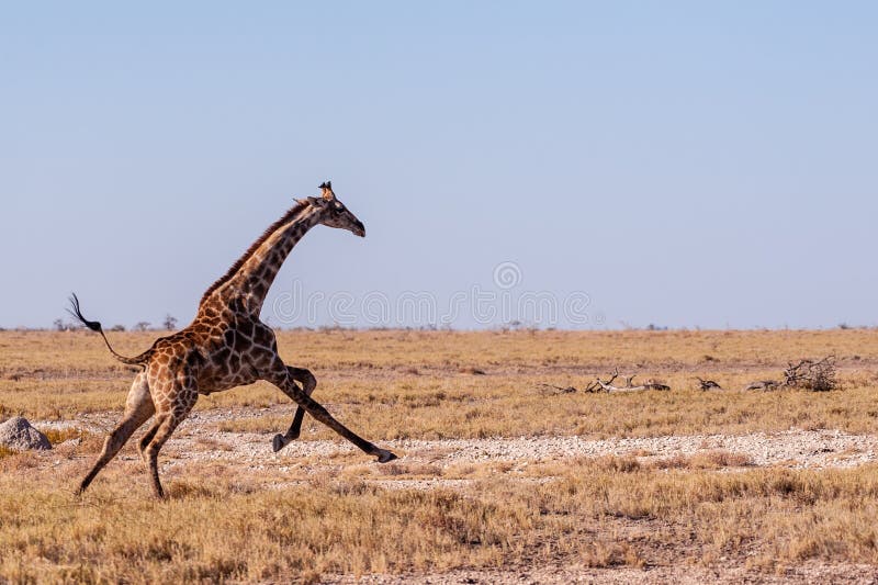 Galloping Giraffe In Namibia Stock Image - Image of girafe, beautiful ...