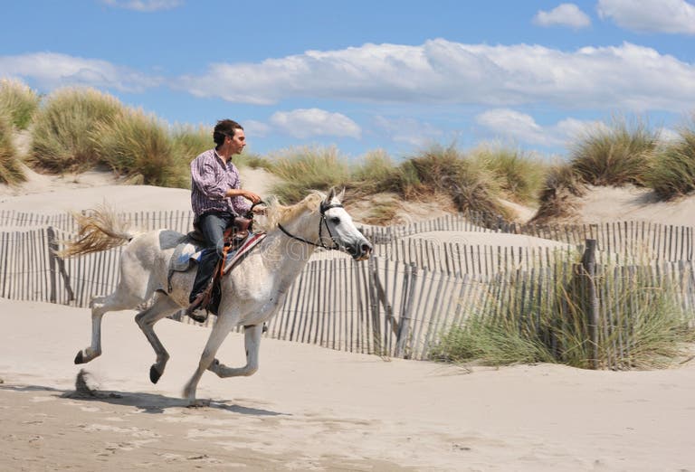 Galloping horse stock photo. Image of holidays, activity - 10514836