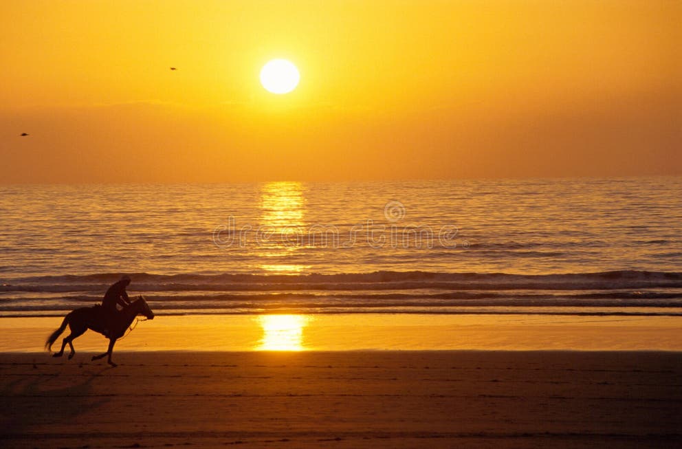 Galloping Horse and Rider at Sunset on the Beach Stock Photo - Image of ...