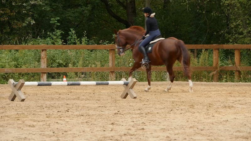 Galloping Horse Slow Motion Stock Video - Video of horsemanship, august ...