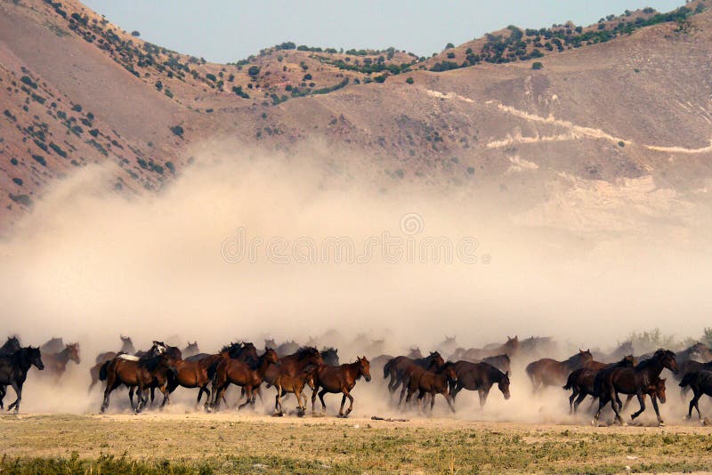 Galloping Horses at the Nature. Horses Running. Stock Image - Image of ...