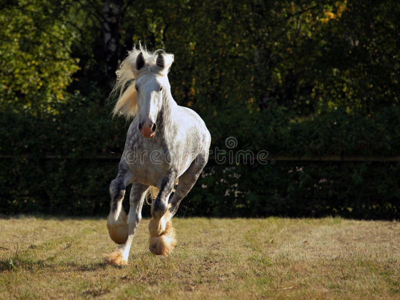 Shire Draft Horse Stallion Running Stock Image - Image of scene ...
