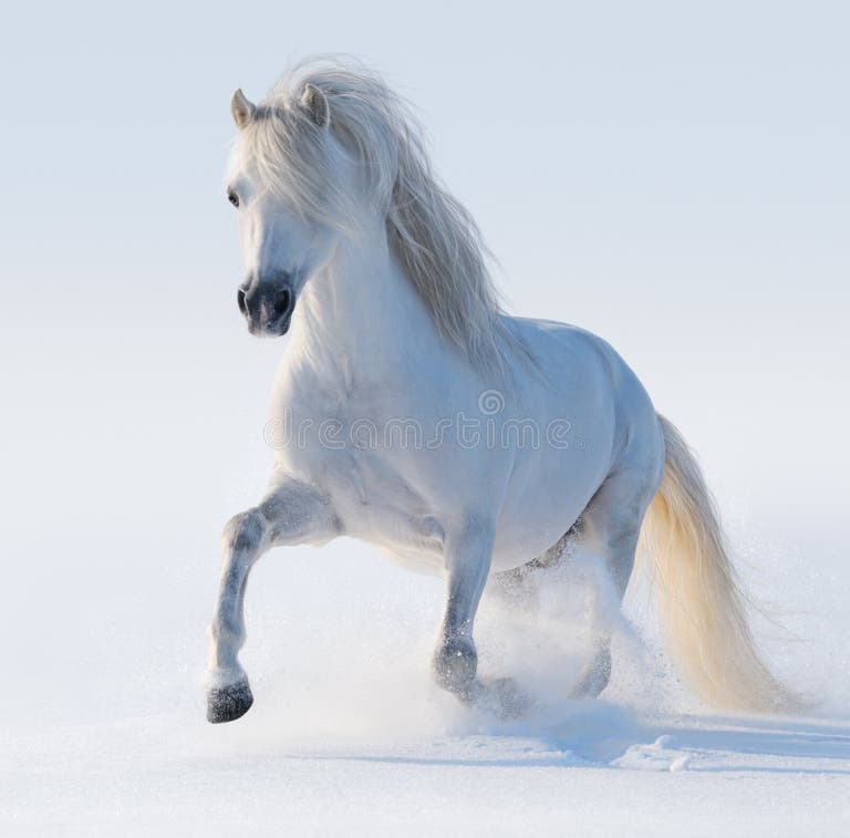 Galloping white Welsh pony stock photo. Image of outside - 27461844