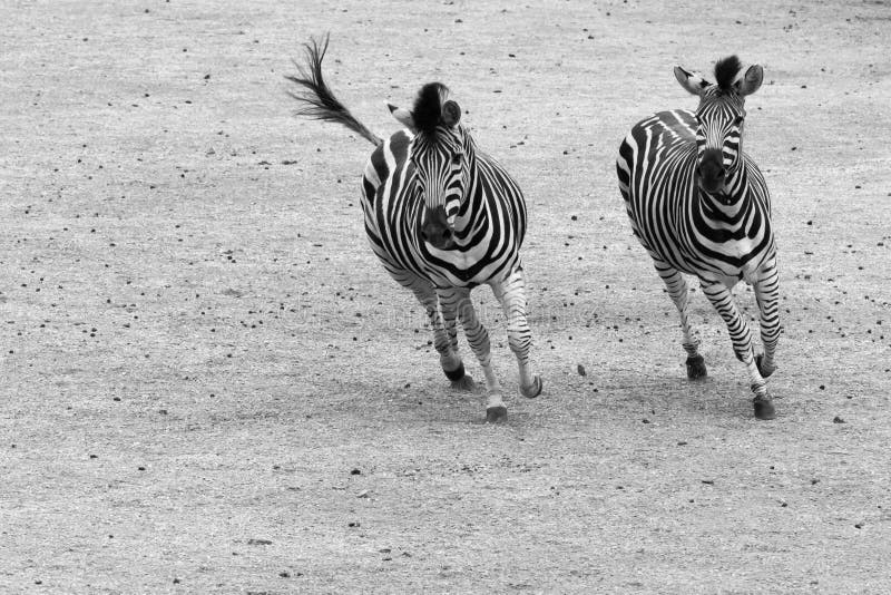 Galloping Zebras in Black and White Stock Image - Image of zebra, game ...