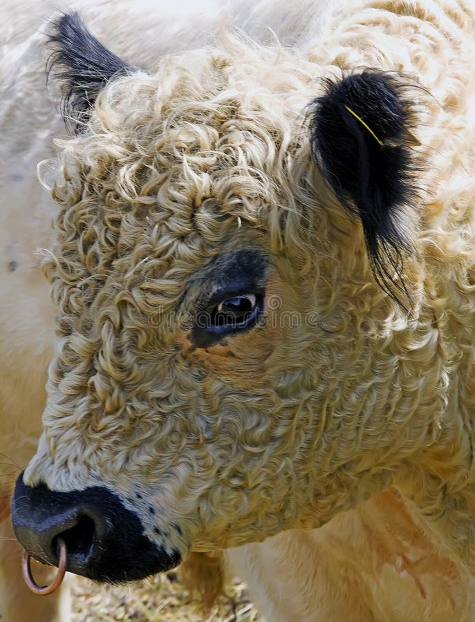 Galloway bull stock image. Image of grazing, ecological - 74406271