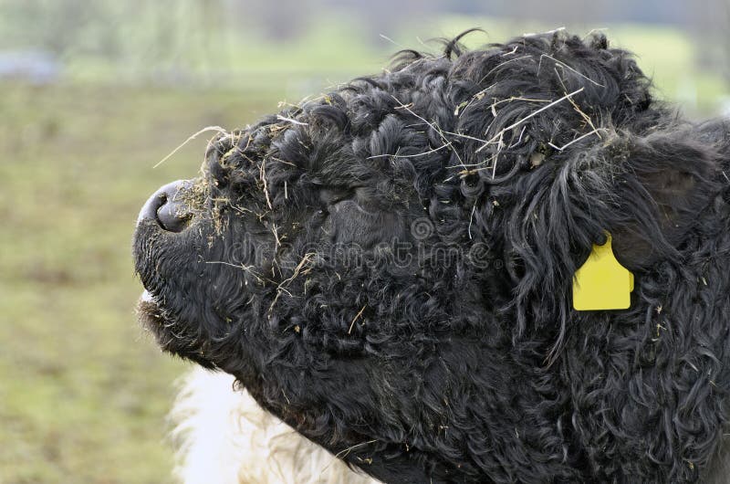 Galloway bull stock image. Image of open, domestic, galloway - 92699011