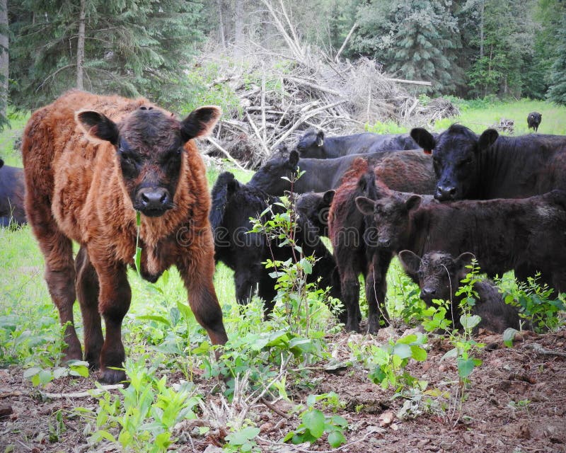 Galloway cattle on farm stock photo. Image of cows, galloway - 73513212