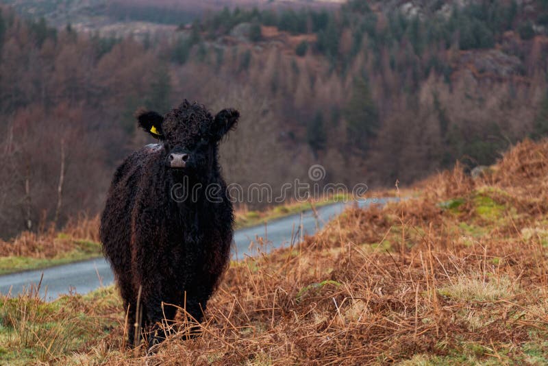 Galloway Cattle in a Field in the Countryside Stock Image - Image of ...