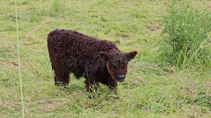 Galloway Cattle Grazing in a Green Grass Field Stock Footage - Video of ...