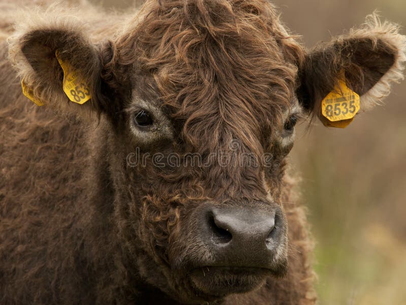 Galloway Kop Stock Photos - Free & Royalty-Free Stock Photos from ...