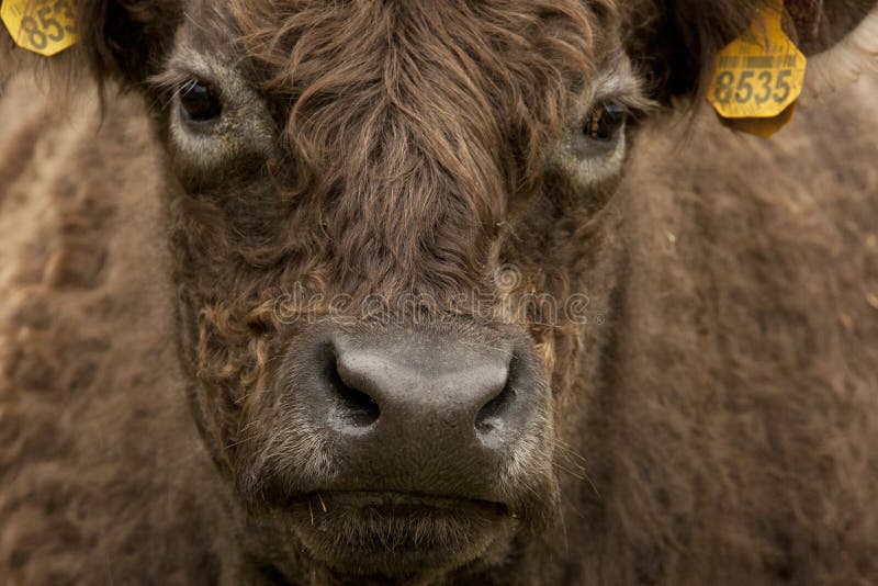Galloway stock image. Image of closeup, europe, europa - 129028073