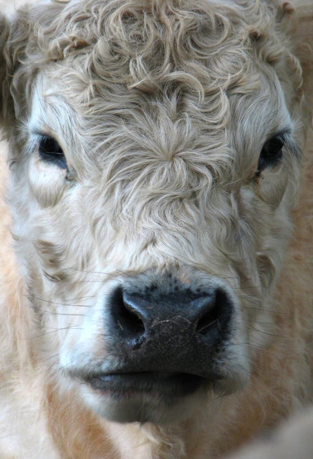 Galloway cow stock photo. Image of beef, hornless, peasantry - 1837626
