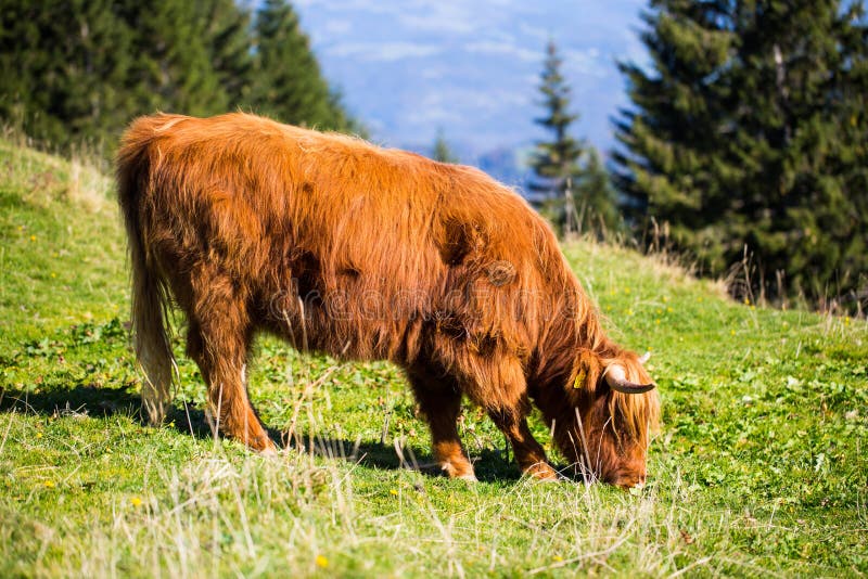 Galloway Ox on a Pasture in Bavaria Stock Photo - Image of park, land ...