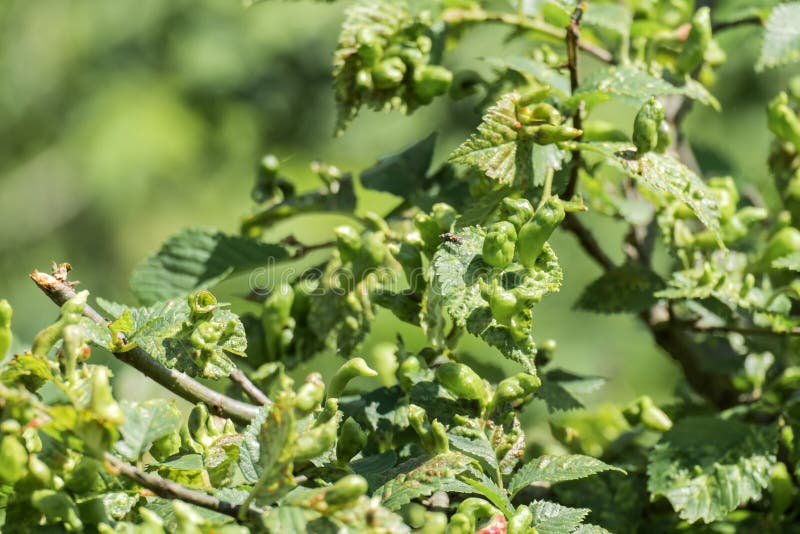 Galls - Formation on Leaves Triggered by Insect Bites - Gall Mites ...