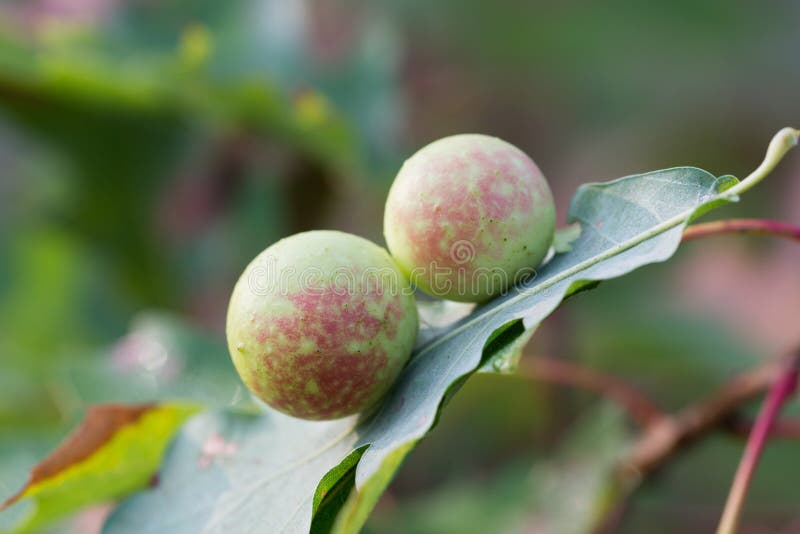Galls, Oak-apple, Cecidia on Leaf Closeup Selective Focus Stock Photo ...
