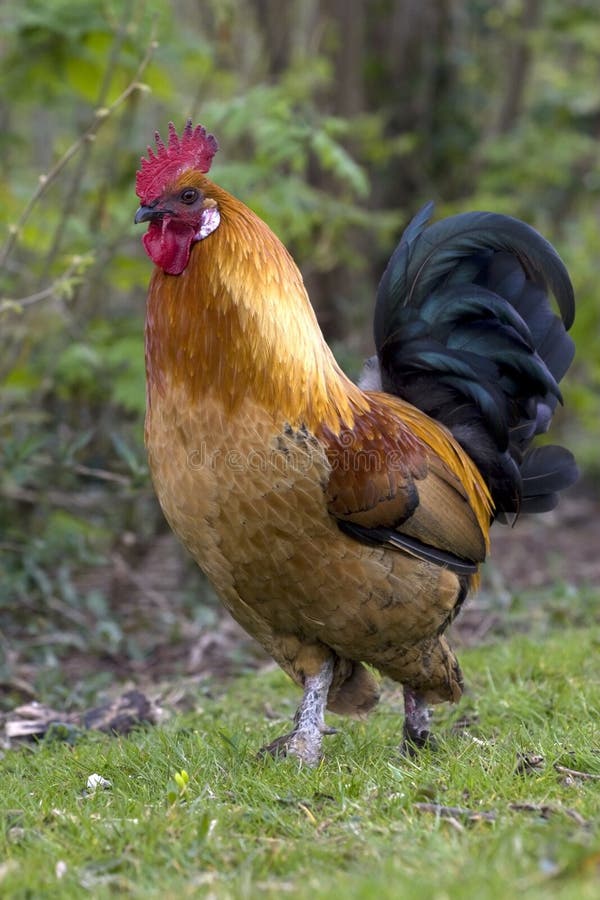 Gallus do Gallus foto de stock. Imagem de galinhas, domesticado - 27947834