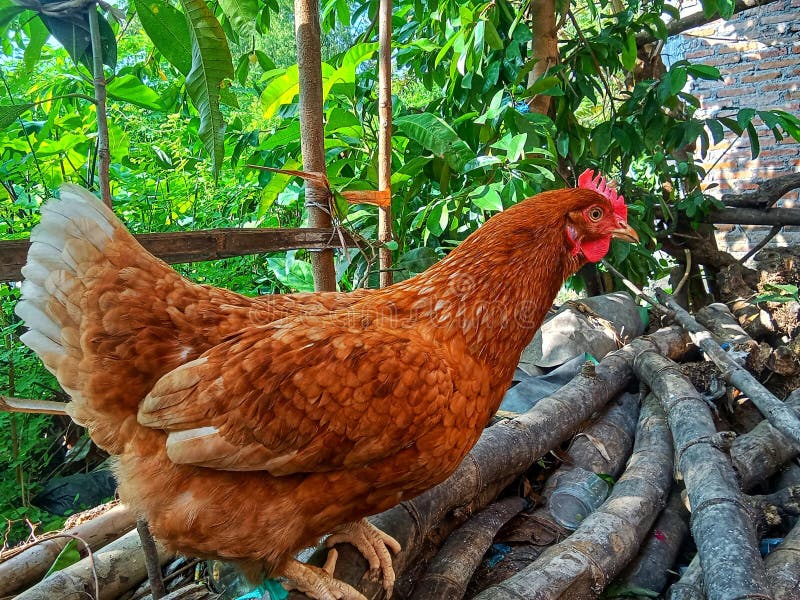 Gallus gallus domesticus foto de archivo. Imagen de alimento - 328073070