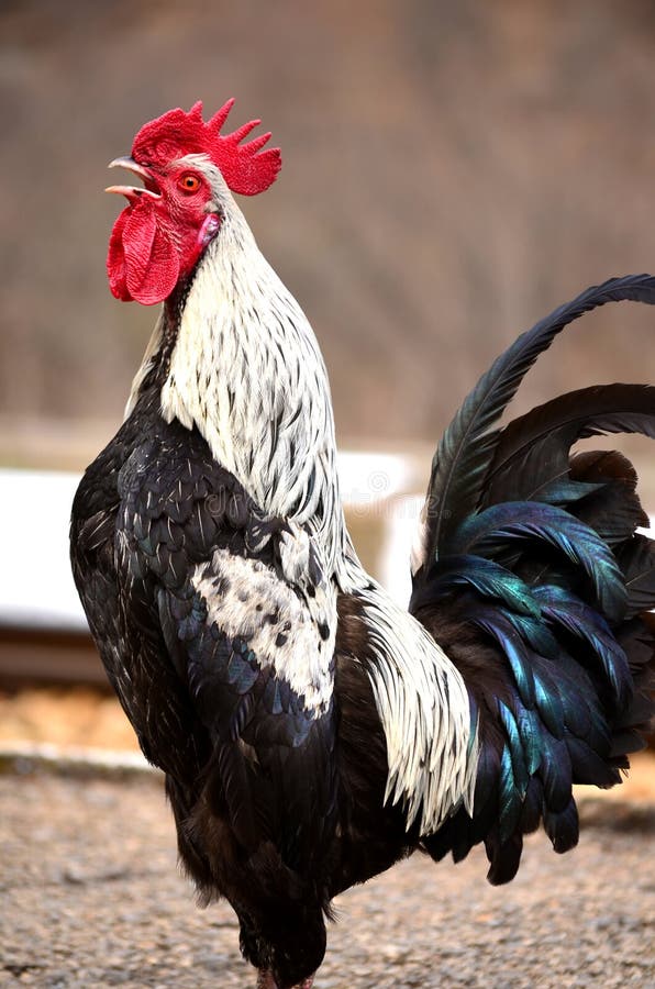 Galo bonito imagem de stock. Imagem de vermelho, alarme - 38645069