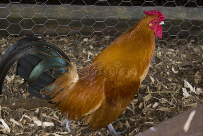 Galo bonito imagem de stock. Imagem de olhar, galinha - 12210067