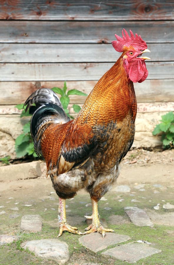 Galo Bonito Isolado No Branco Foto de Stock - Imagem de poultry ...