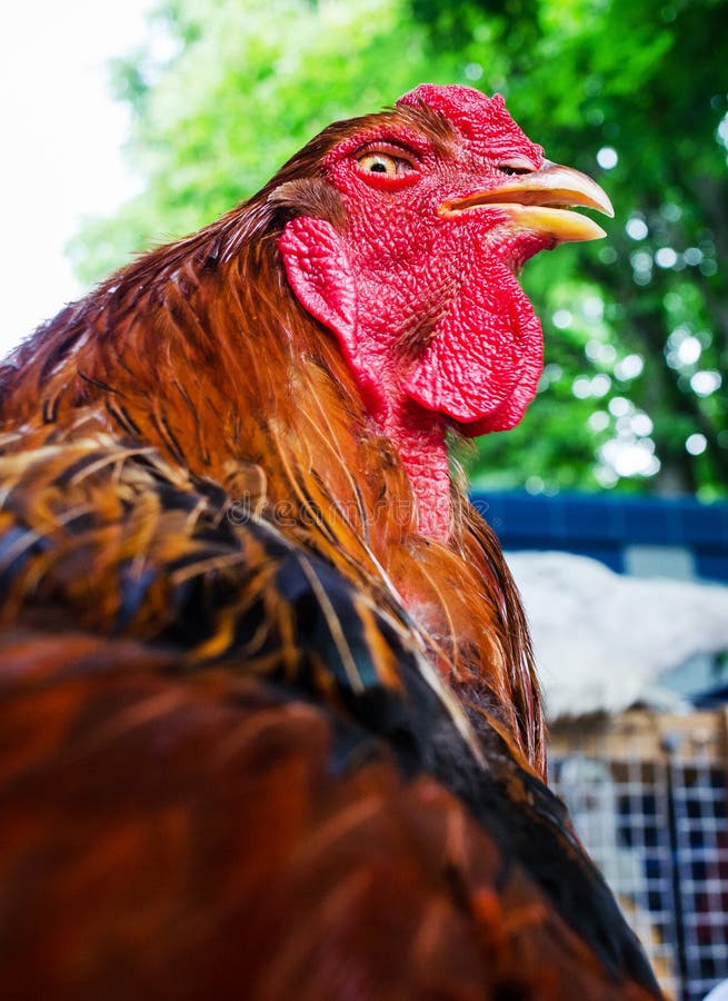 Galo bonito imagem de stock. Imagem de colorido, aves - 55081745