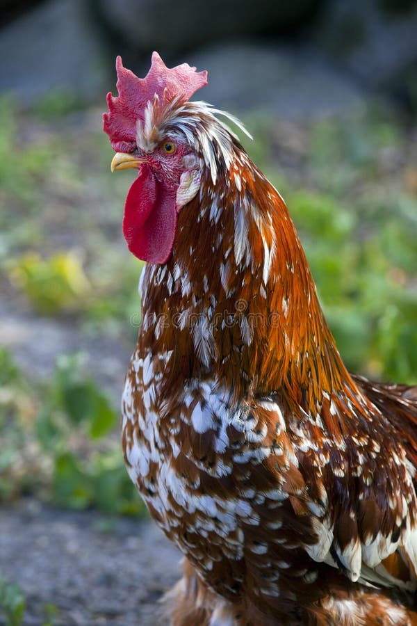 Galo bonito imagem de stock. Imagem de fazenda, alimento - 55045581
