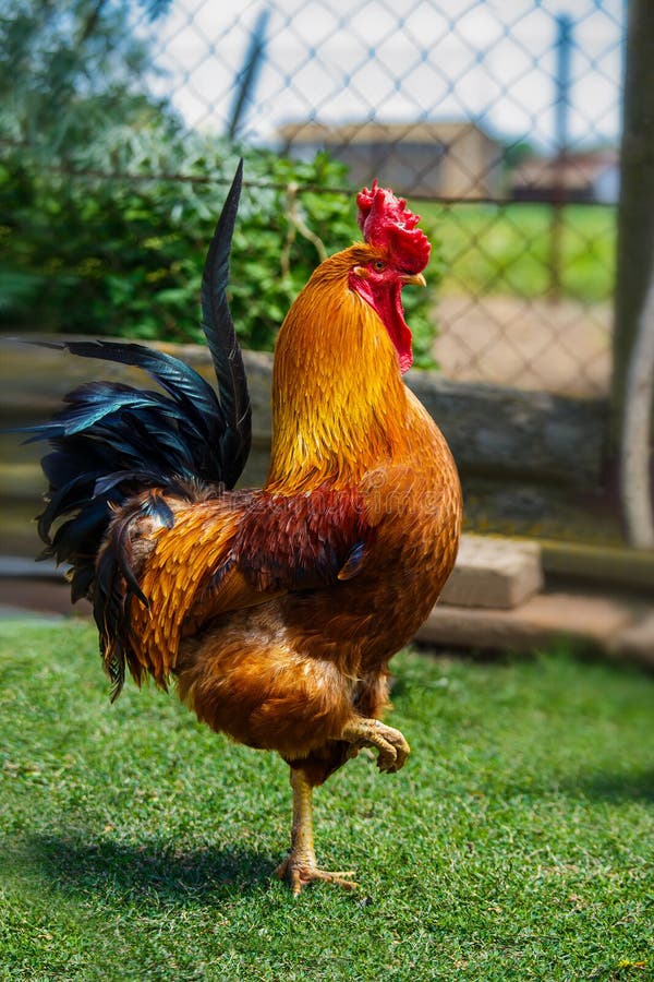 Galo bonito imagem de stock. Imagem de bonito, galo - 55045581
