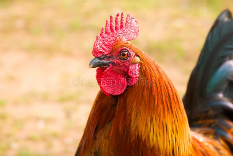 Galo bravo foto de stock. Imagem de fazenda, celeiro, macho - 2564488