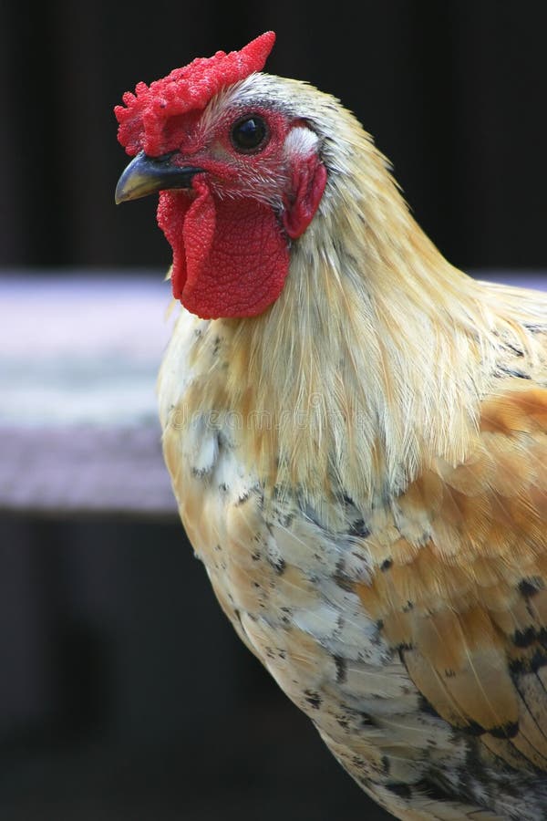 Galo pequeno foto de stock. Imagem de aves, animal, amigo - 311038
