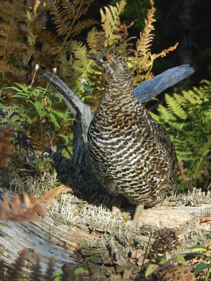 Galo Silvestre Spruce No Mato Imagem de Stock - Imagem de nova ...