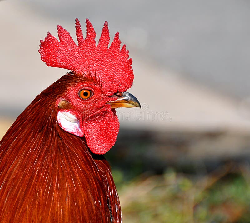 Galo vermelho foto de stock. Imagem de fowl, galinha - 18728934
