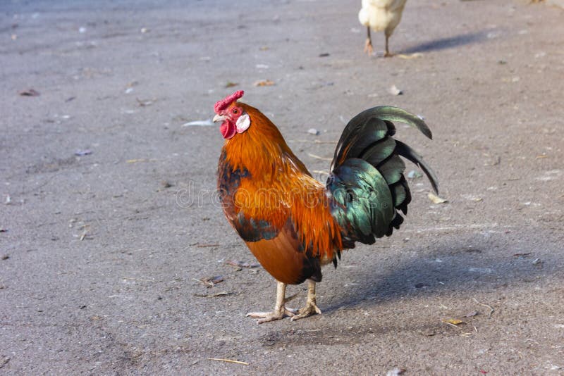 Galo Vermelho Pequeno Fotos De Stock - Baixe 978 Fotos Royalty Free