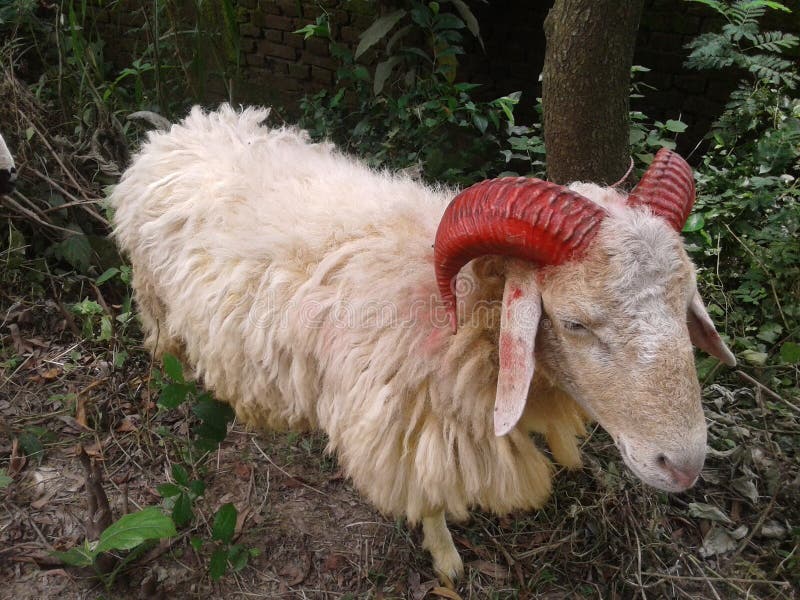 Galol stock photo. Image of sheep, galol, angry, soft - 99745630