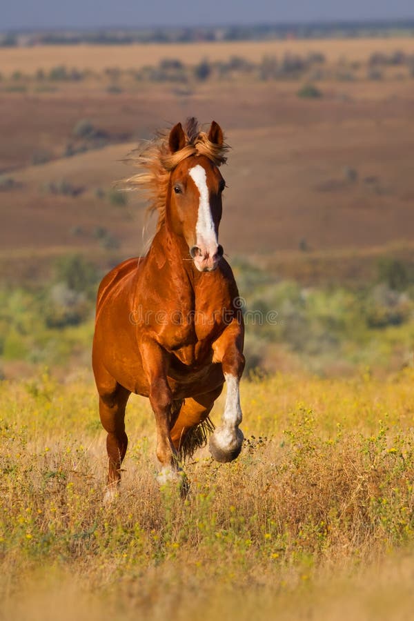 34,030 Photos de Galop De Cheval - Photos de stock gratuites et libres ...