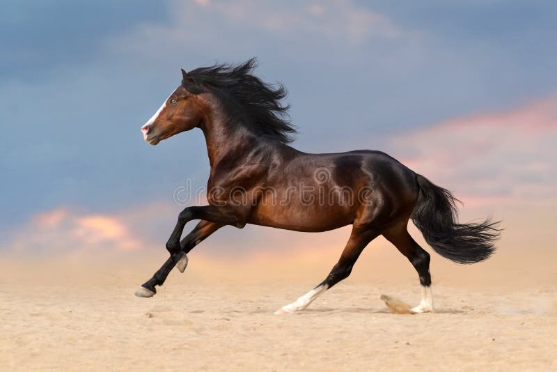 Galop De Course De Cheval De Baie Image stock - Image du hongre ...