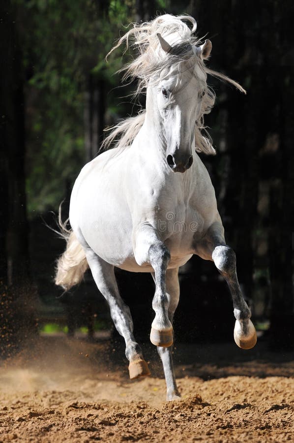 Galop De Passages De Cheval Blanc En Sable Photo stock - Image du ...