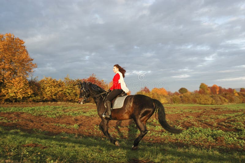 Galope imagen de archivo. Imagen de caballo, purebred - 12730801