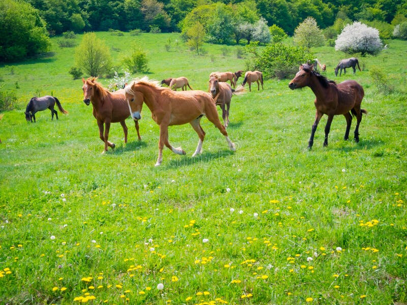 Galope de los caballos imagen de archivo. Imagen de animal - 35271439