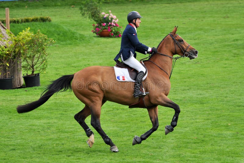 Galope del caballo foto de archivo editorial. Imagen de galopante ...