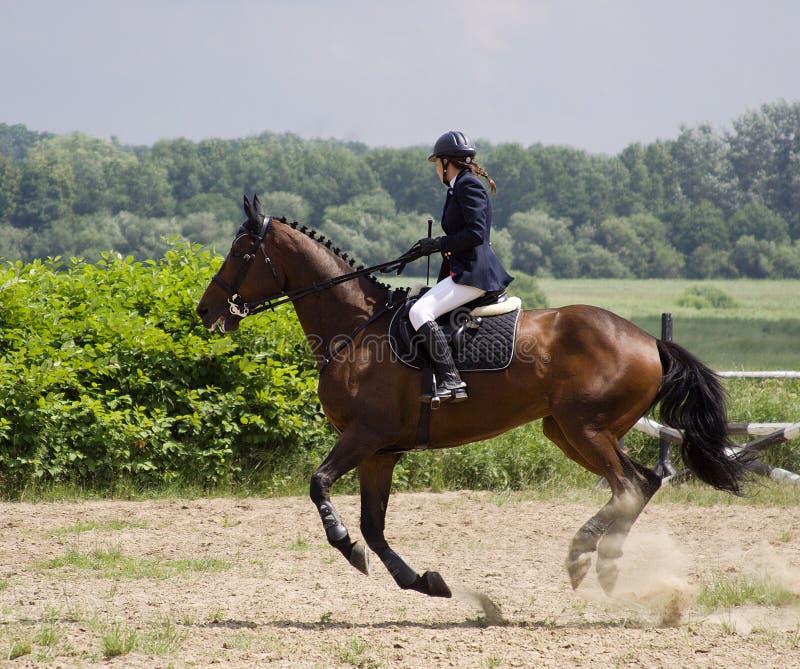 Galope del caballo foto de archivo. Imagen de actividad - 2696792