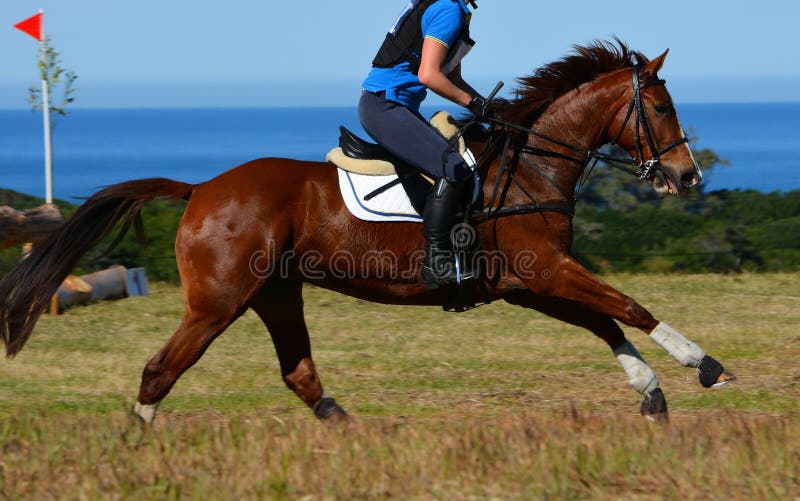 Galope del caballo foto de archivo. Imagen de corriendo - 33079230